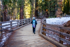 Congress Trail, one of the best hikes in Sequoia National Park - Live ...
