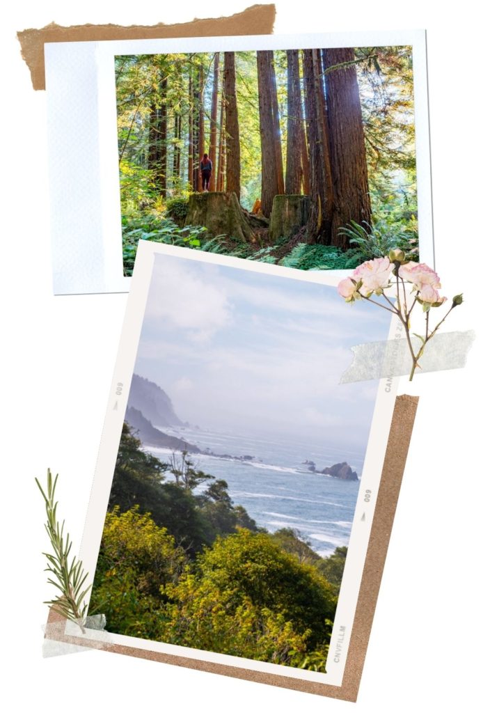 How to Visit Redwood National Park: Best 3-Day Itinerary - Live That ...