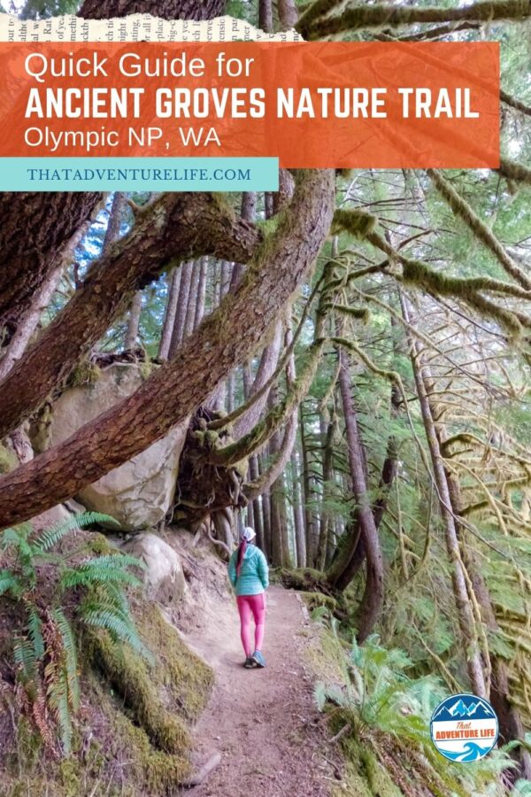 Quick Guide for Ancient Groves Nature Trail in Olympic NP, WA - Live ...